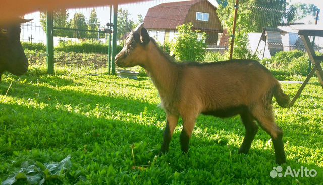 Чешские козлята