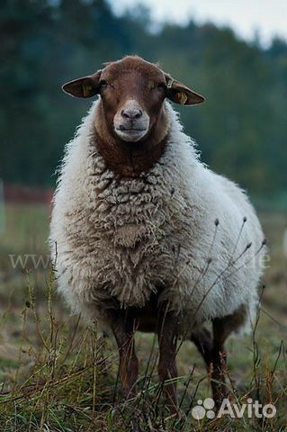 Баран, овца, овечка, барашек, курбан
