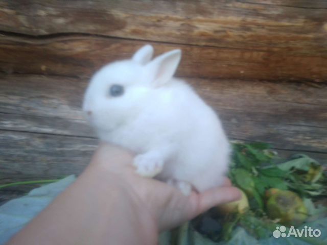 Голубоглазый блондин