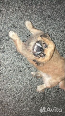 Найден Пекинес