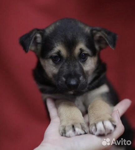 Лапочка, у нее есть всего дня дня