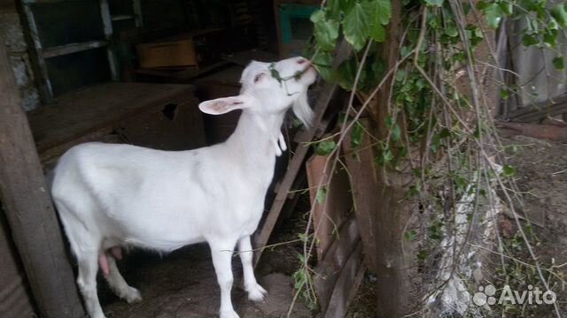 Коза дойная молочная