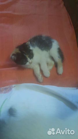 Котята,отдам бесплатно,к лоток приучены