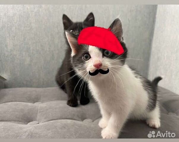 Котёнок Пьер