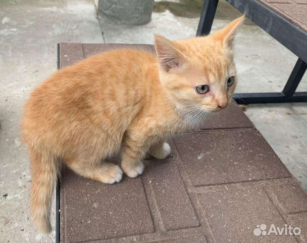 Рыжий котенок Солнышко