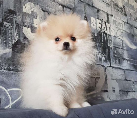 Померанский шпиц