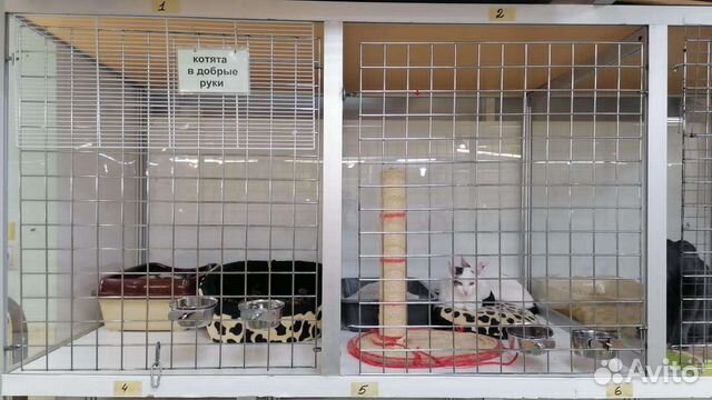 В самые добрые руки разные котятки