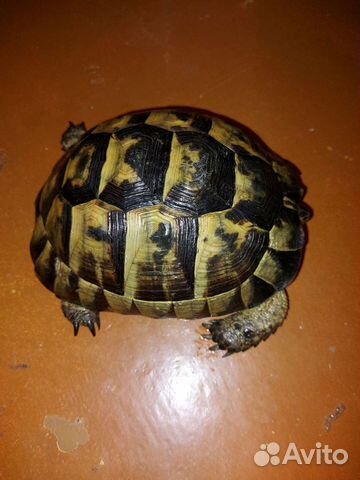 Черепаха сухопутная