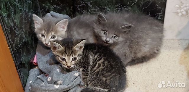 Котята в ответственные руки