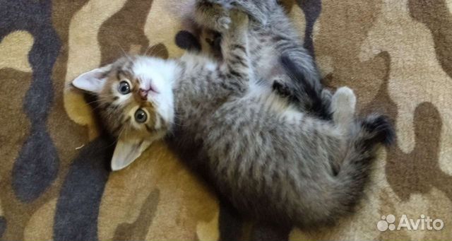 Кошка