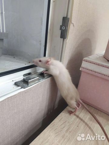 Крысы дамбо девочки