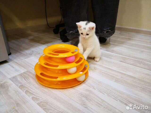 Котенок в поисках дома