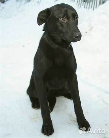 В добрые руки молодая добрая собачка