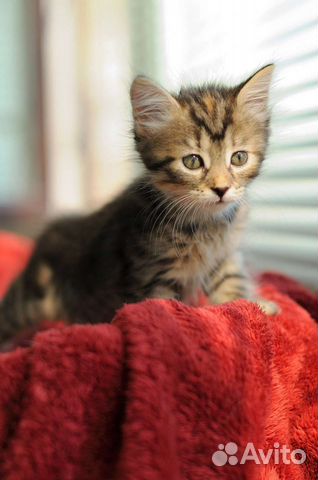 Котенок Маша в добрые руки