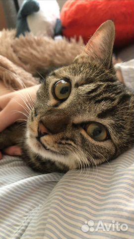 Кошка в хорошие, добрые руки