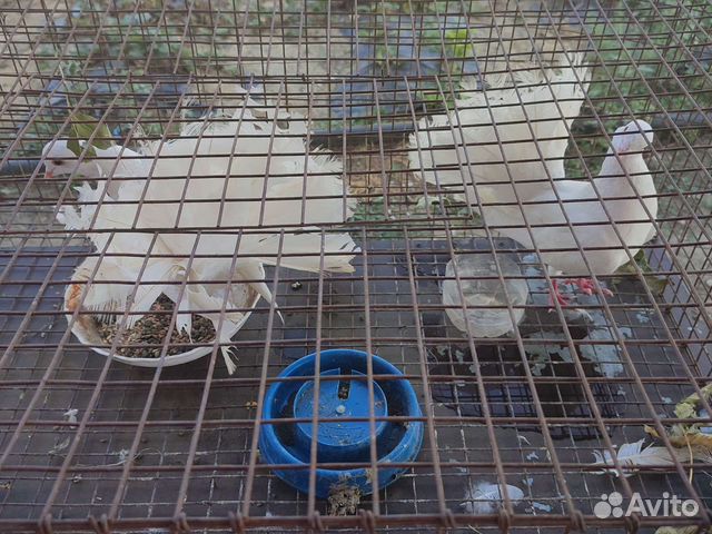 Голуби в хорошие руки