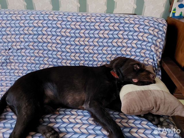 Дратхар бесплатно