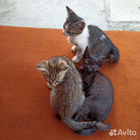 Кошка