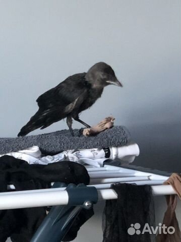 Галка в добрые руки