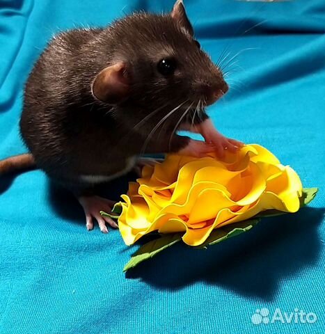 Крысята дамбо от ratlove13.85