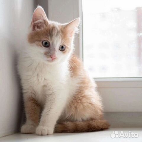 Котенок 2,5 м