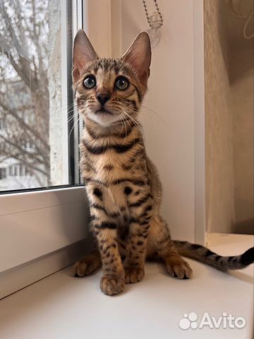 Бенгальская девочка