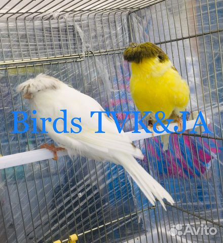 Кенара и канарейки царь канареек крест бред