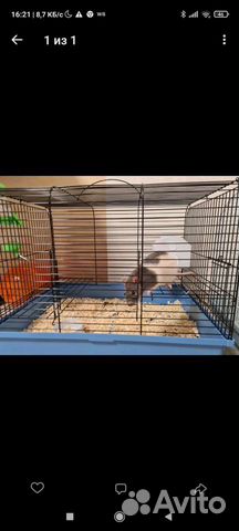 Крыска с клеткой