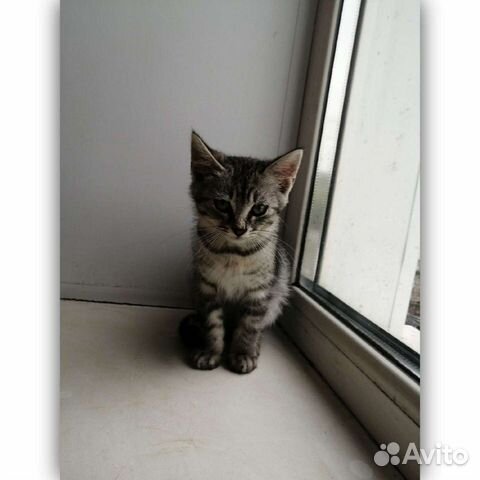 Котик в поисках дома