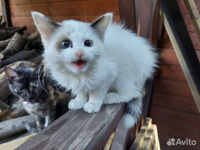 Кошка в дар