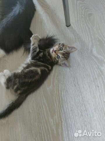 Мраморный котенок