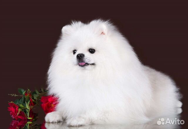 Шпиц на вязку