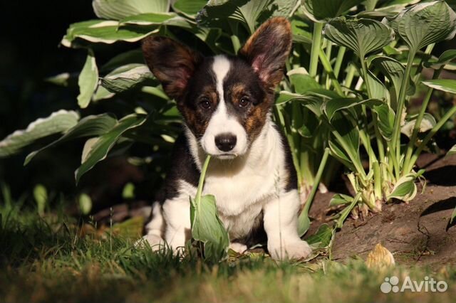 Щенок вельш корги кардиган. Кобель. 3,5 мес