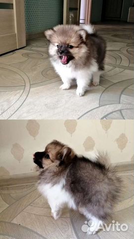 Померанский шпиц медвежьего типа мальчик
