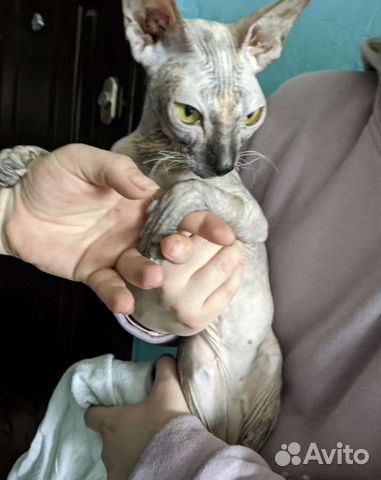 Донской сфинкс