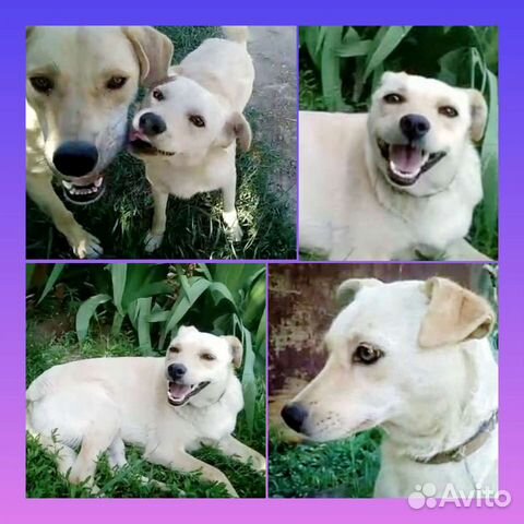 Собачка небольшого размера