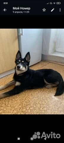 Разноглазая собака