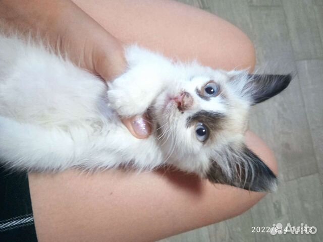 Девочка в добрые руки