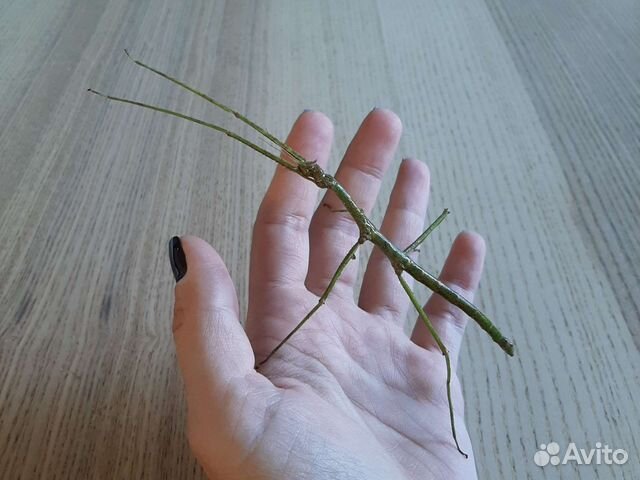 Палочник аннамский взрослые особи 10 см