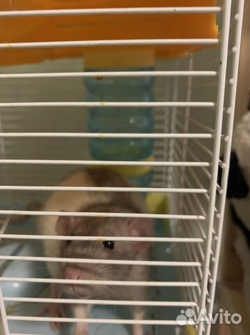 Крысы с клеткой