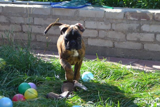 Боксер мальчик тигр