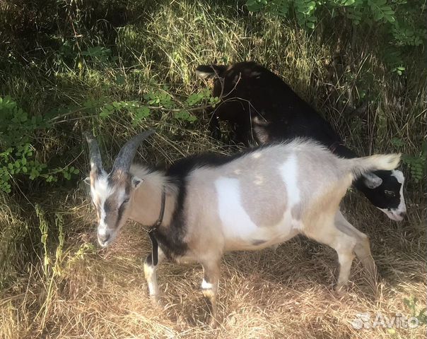 Козел на племя