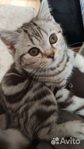 Британская короткошерстная кошка