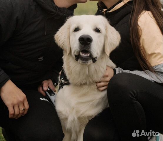 Взяка золотистый ретривер