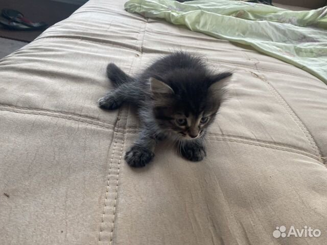 Руский красавец