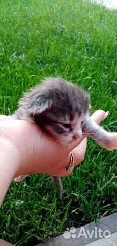 Котенок в добрые руки бесплатно