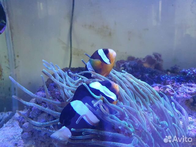 Пара Клоунов кларка