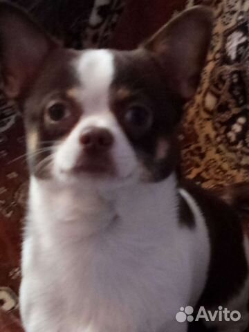 Щенки чихуахуа вязка кабель