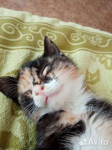 Кошка в дар бесплатно