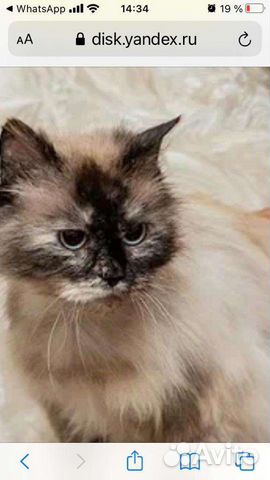 Кошку в добрые руки